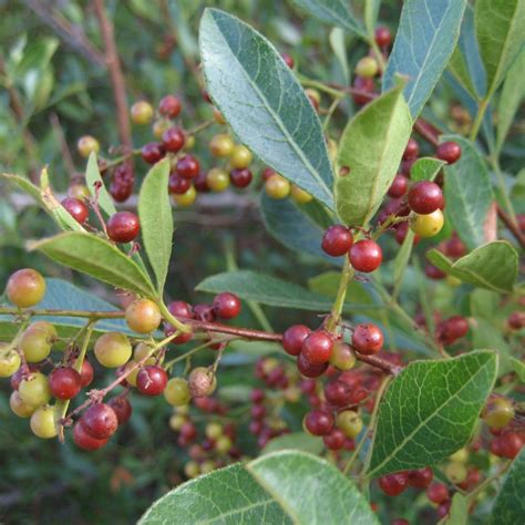 Searsia Laevigata Seeds Buy Online