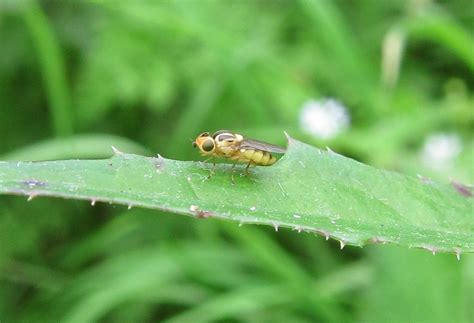 Grass Fly Gedling Conservation Trust Nottingham