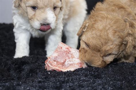 Grass Fed Beef Bones Arrowhead Labradoodles