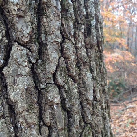 Texas Red Oak Bark At George Jelks Blog