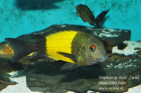 Tropheus Sp Kaiser Ikola Najväčši Výber Na Slovensku