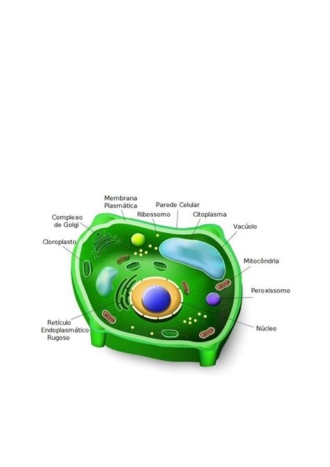 Celula Vegetal Eucariotica Sem Rotulo Célula Animal Disciplina