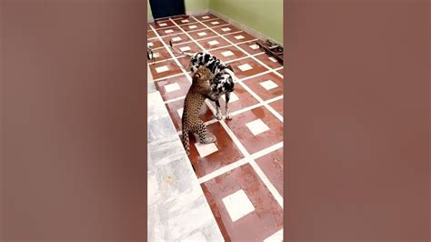 Leapoard Vs Dog 🦁wildlions Dangerous Lion Dogshorts Shok Wildlife