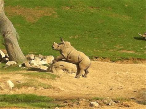 Rhino Having Sex With A Rock Dump A Day