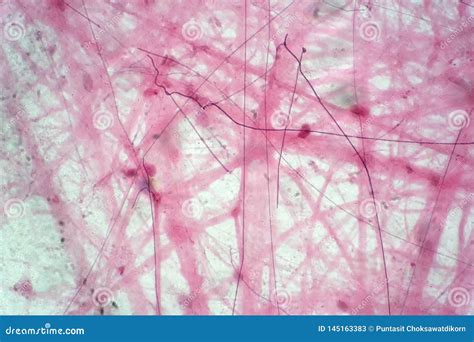 Areolar Connective Tissue Under The Microscope View Royalty Free Stock Image Cartoondealer