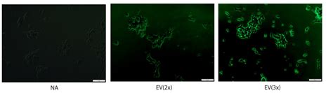 Fast Efficient And Ultracentrifuge Free Ev Isolation Origene