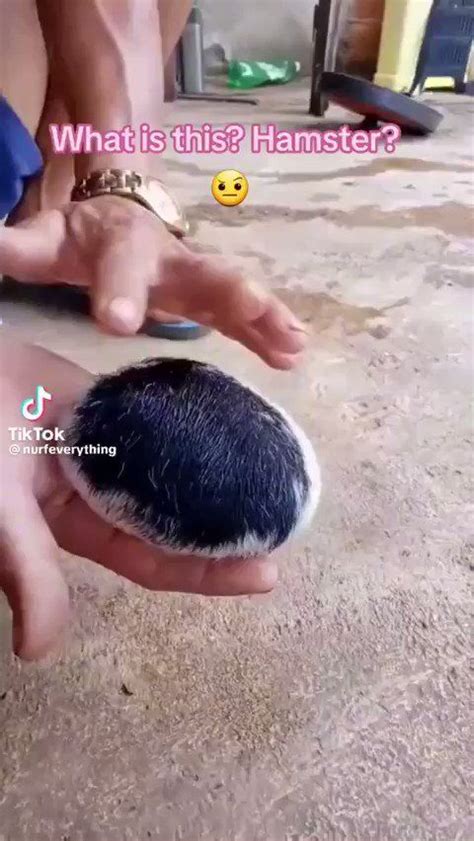 Amorphous Globosa A Phenomenon In Cattle Where Instead Of A Normally