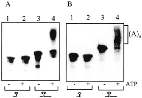Rna Terminating With A Stem Loop Structure Is Poorly Polyadenylated Download Scientific