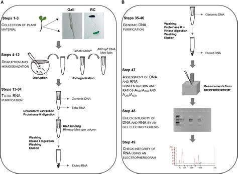 Why Ethanol Is Used In Rna Extraction