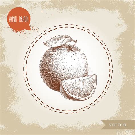 Fruit Composition Drawing Stock Illustration Illustration Of Howtodraw