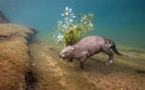Dabrovi Uništavaju Drveće Pored Une Kostajnica