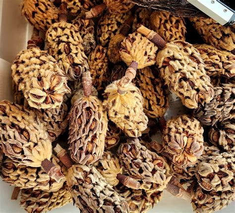 Southern Magnolia Seed Podscones Dried Botanicals Natural Crafts