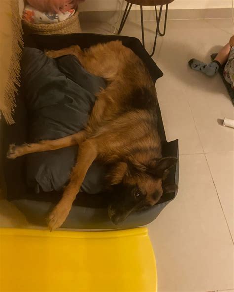 Starpet Starpetlb • Instagram Photos And Videos