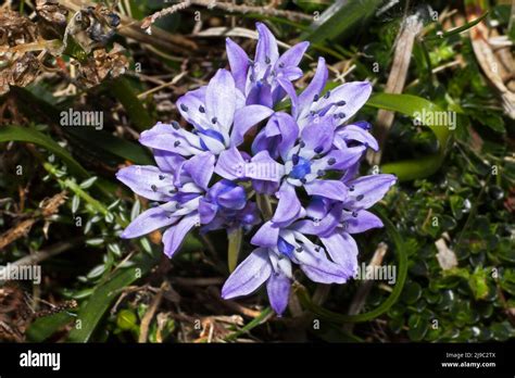 Scilla Verna Spring Squill Is Found In Short Dry Grassland Usually