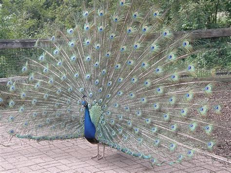 Peacock Peacock Fun Subjects