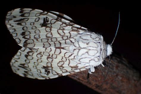 Hypercompe Caudata Lepiwiki