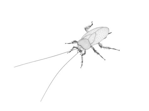 Cockroach 3d Model Turbosquid 2072942