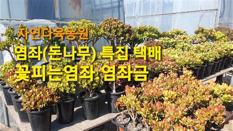 염좌특집 택배 꽃피는염좌염좌금 자연다육 꽃피는염좌 염좌금 염좌종류 다육이염좌꽃대 염좌꽃 염좌목대 대품염좌