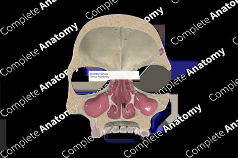 Frontal Sinus Complete Anatomy