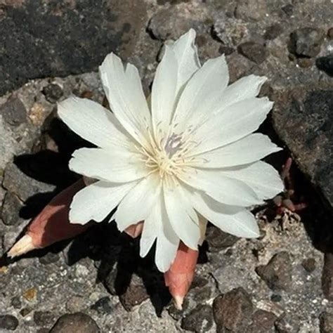Bitterroot Flower Lewisia Rediviva Montanas Resilient State Flower 2024 Guide Usa