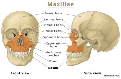 Maxillary Process Of The Zygomatic Bone