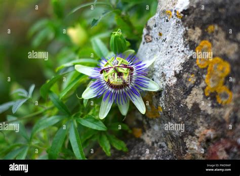 Passiflora Caerula Blue Passionflower Attached To A Stone Wall In