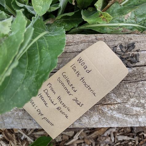 The Historic Youve Probably Heard Of Indigo But What About Woad