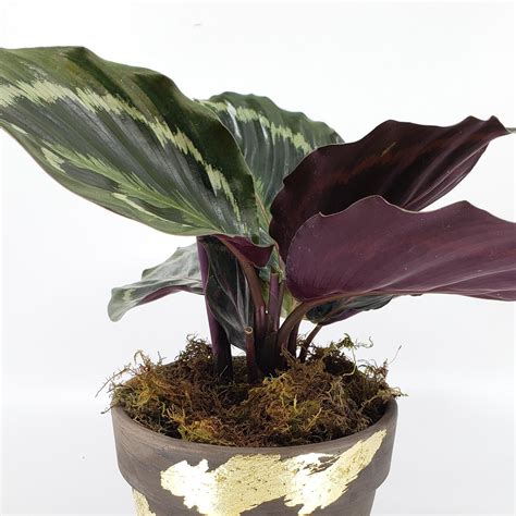 Grace Prayer Plant Calathea Medallion Denver Plant Delivery