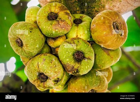 Roxburgh Fig Ficus Auriculata Aka Elephant Ear Fig Due To Its