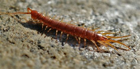 Centipedes Myths Debunked And Facts Provided