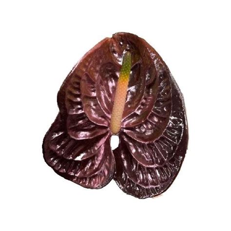 Dark Aesthetic Flower Head