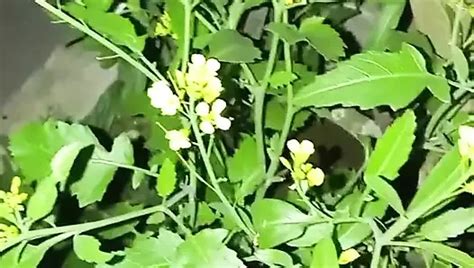 Bangla Choti Golpo Sex Story Blowjob Blowjob Porn Feat Moni Akther