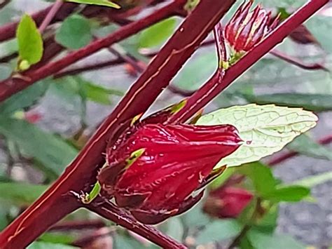 Se Siente Aroma A Saril Pronto Es Navidad En Segundos Panama