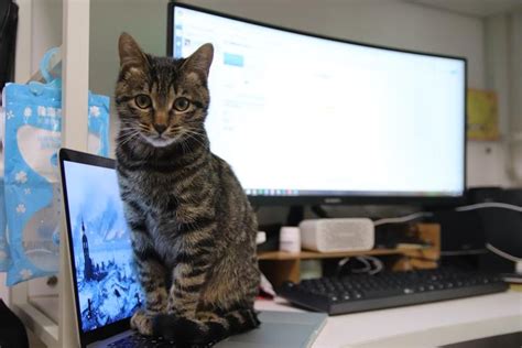 成为前端大师，看这20个github库就够了 知乎