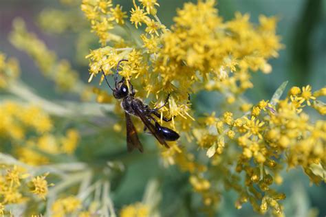 The Grass Carrying Wasp A Solitary Wasp That Builds An Unusual Nest
