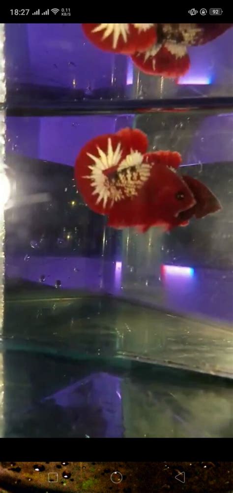 Trống Red Fccp Star