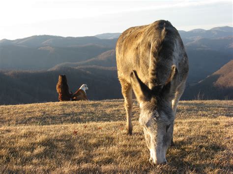 Forestnymphs Homepage On Forestnymphs Homepage On