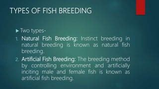 Factors Related To Fish Breeding Pptx