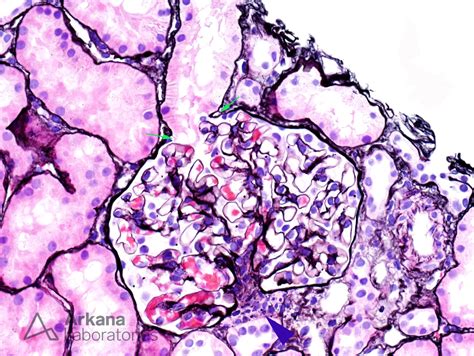 Normal Histology Teaching Points Arkana Laboratories