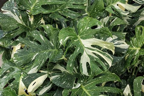 Monstera Thai Constellation Master The Art Of Caring For This Stellar