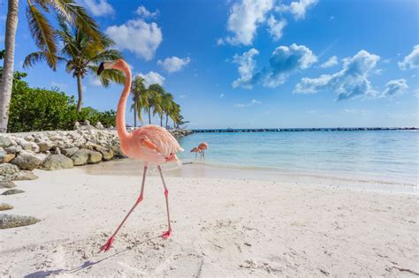 Moving To Aruba Guide