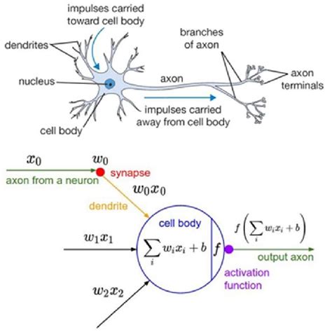 Biological And Artificial Neural Network Download Scientific Diagram