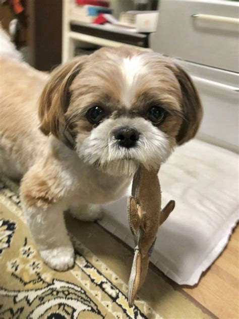 Top 10 Popular Shih Tzu Haircuts 30 Pictures Artofit