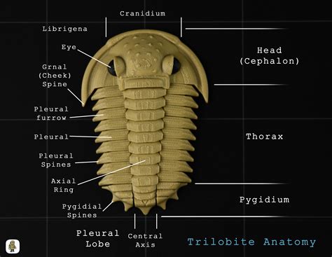 🎨 Trilobite Flexiphacops Rana・free Stl File For 3d Printing・cults
