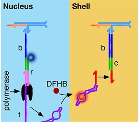 Artificial Cell With Compartments Without Membranes International