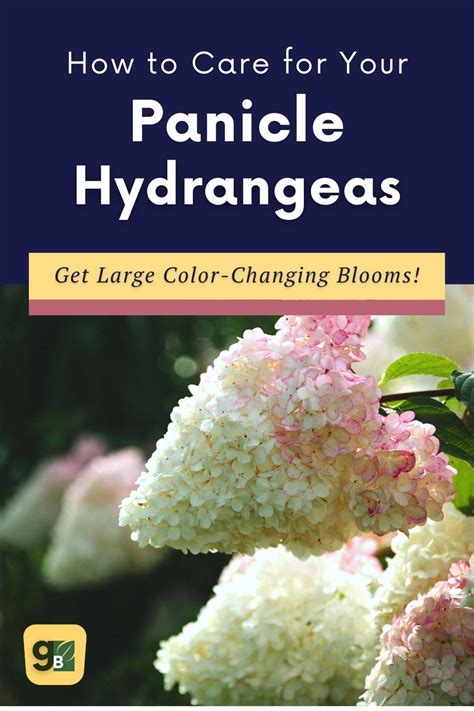 The Ultimate Guide To Growing Panicle Hydrangeas Artofit