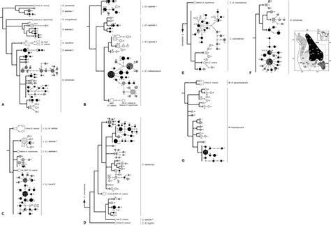 Composite Bayesian Phylogenies And Minimum Spanning Networks Msns For