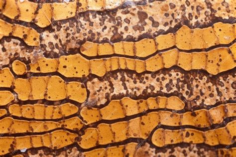 Detailed Image Of A Salamanders Skin Patterns Premium Ai Generated Image