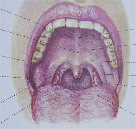 The Tongue Uvula And The Soft Palate Download Scientific Diagram