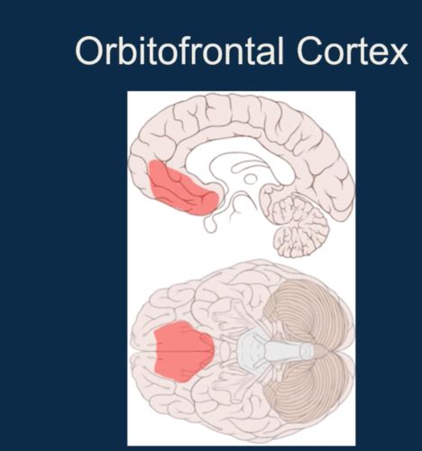Antnbb 200 Participation Quiz Flashcards Quizlet Antnbb 200 Participation Quiz Flashcards Quizlet